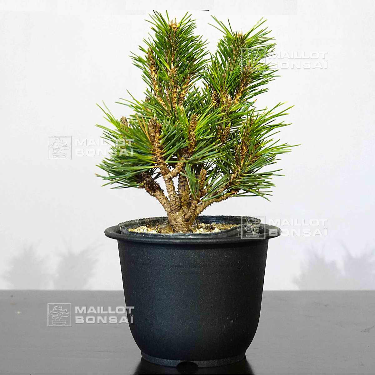 Plants de pépinière pinus thunbergii kotobuki senji maru de Maillot ...