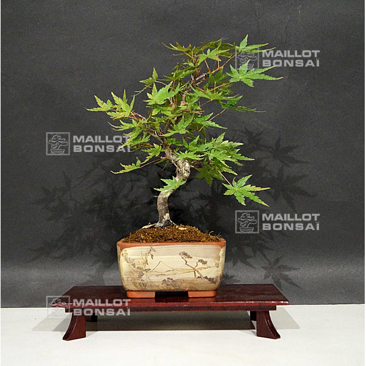 Deciduous bonsai acer palmatum ori hime ref 180602011 from Maillot ...