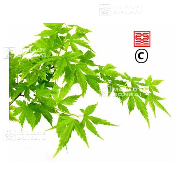 Acer palmatum UKON de Maillot-Erable - La boutique MAILLOT-ERABLE