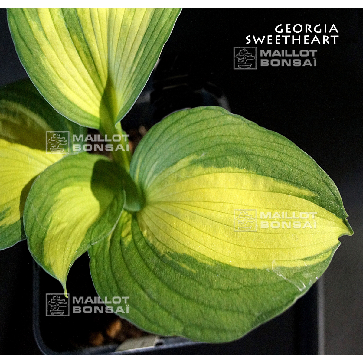 Hostas Hosta Georgia sweetheart de Maillot-Erable - La boutique MAILLOT ...