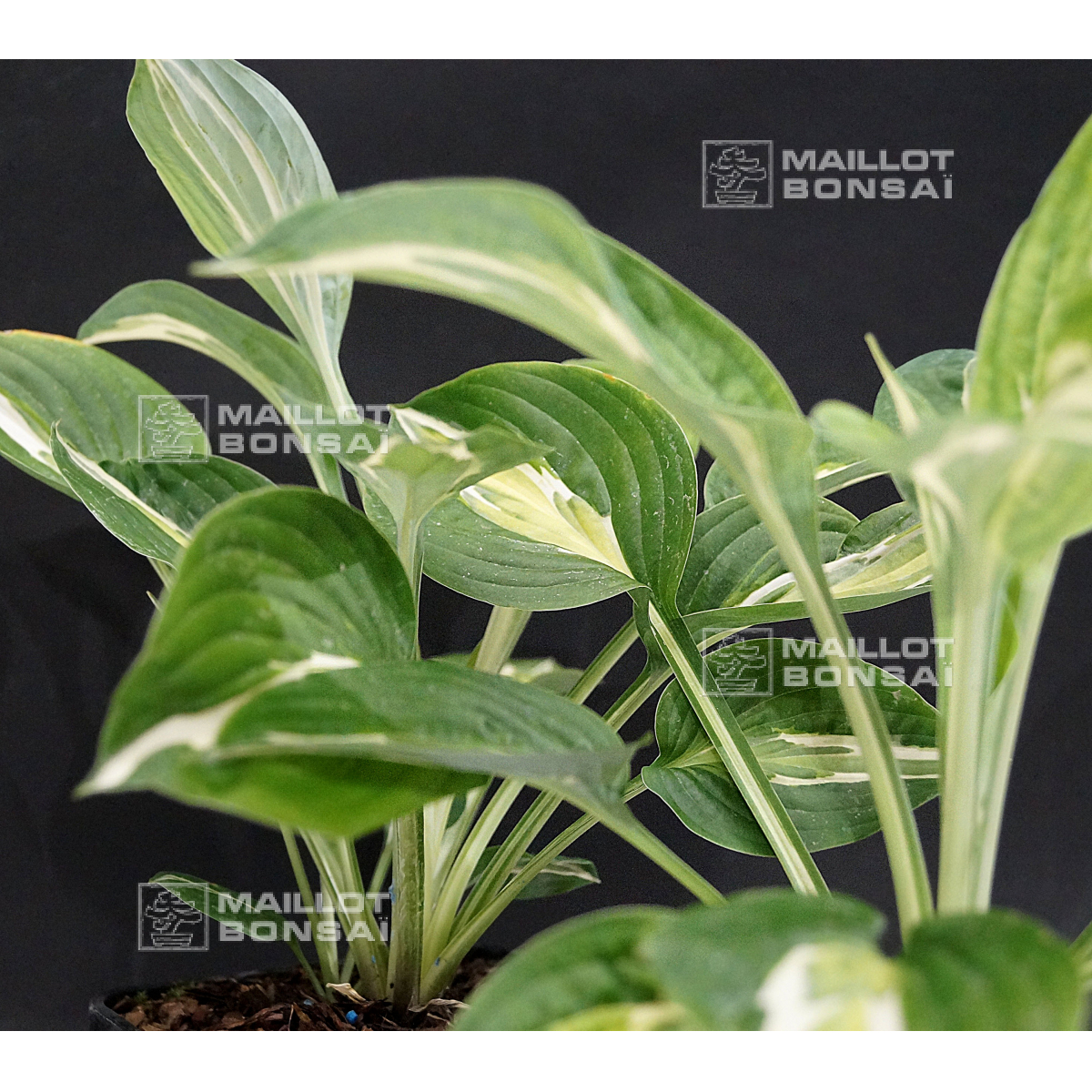 Hostas Hosta Snakes eyes from Maillot-Erable - The store MAILLOT-ERABLE