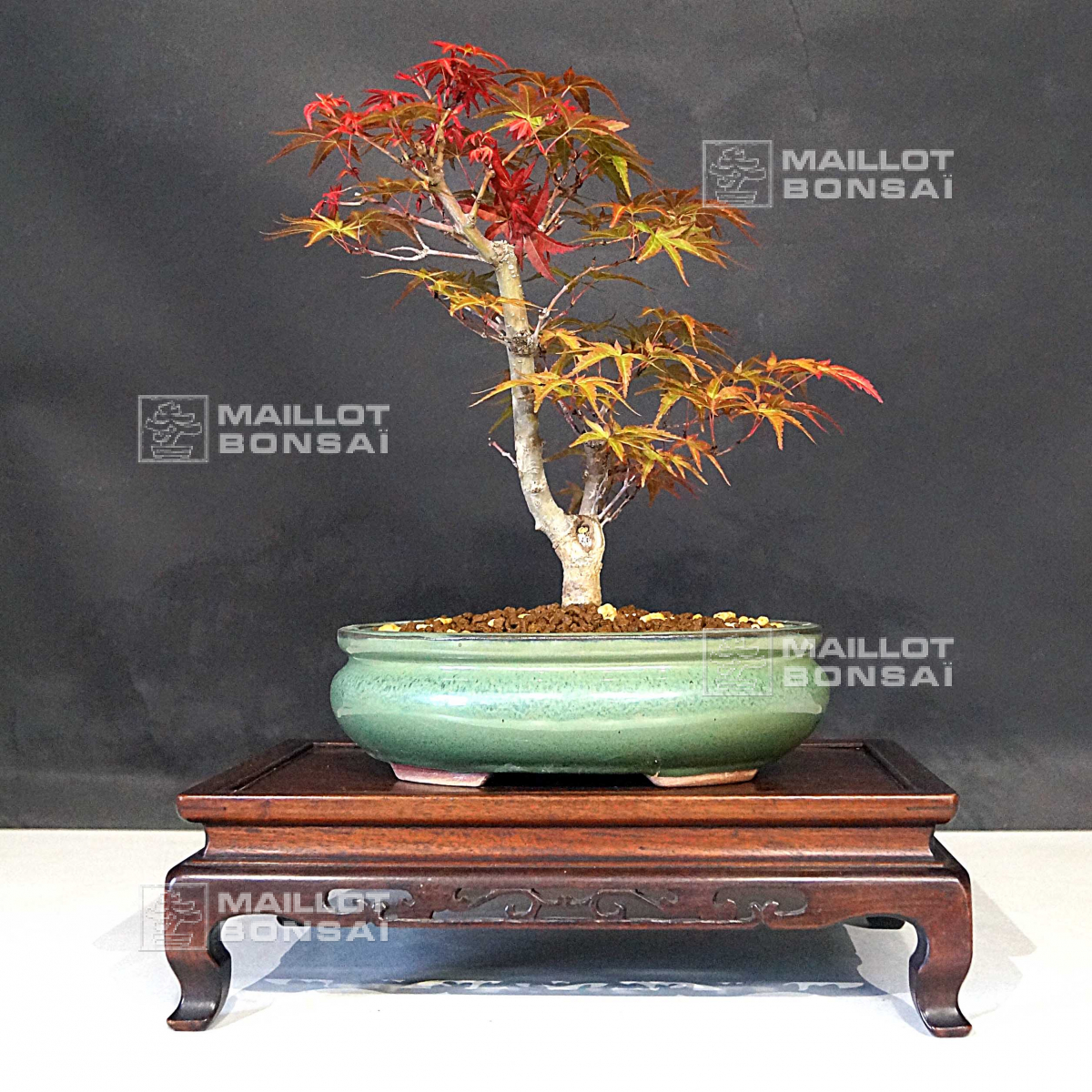 Bonsaï d'extérieur VENDU acer palmatum seigen 060502111 de Maillot ...