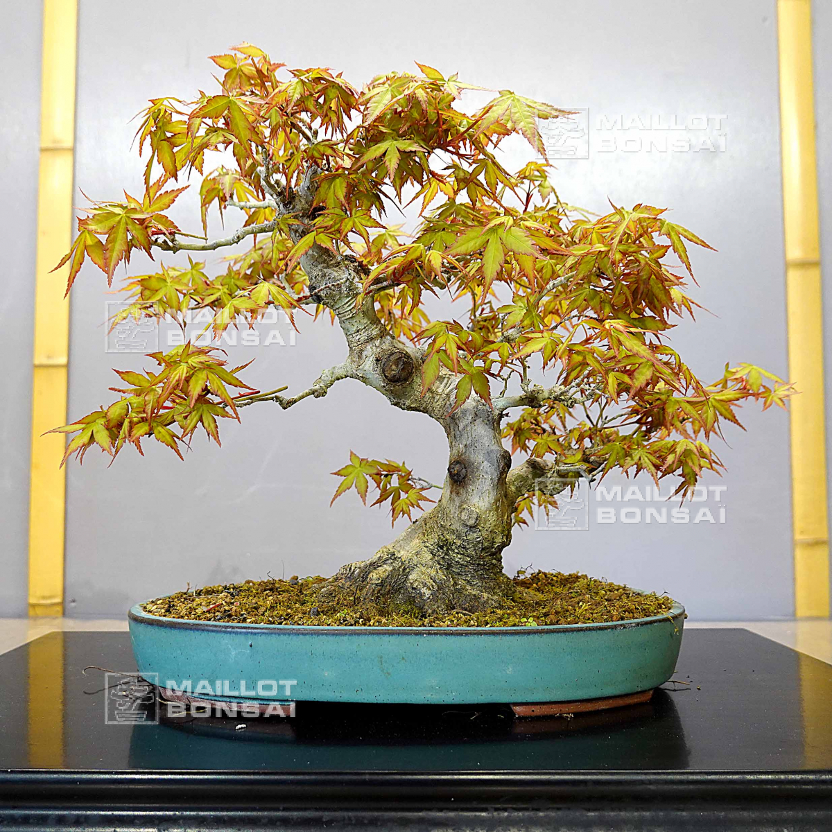 Acer Palmatum Dissectum Bonsai