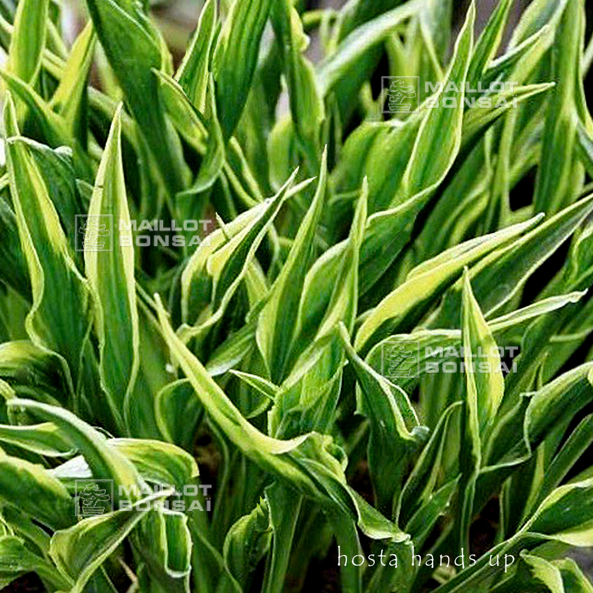 Hostas Hosta hand's up de Maillot-Erable - La boutique MAILLOT-ERABLE