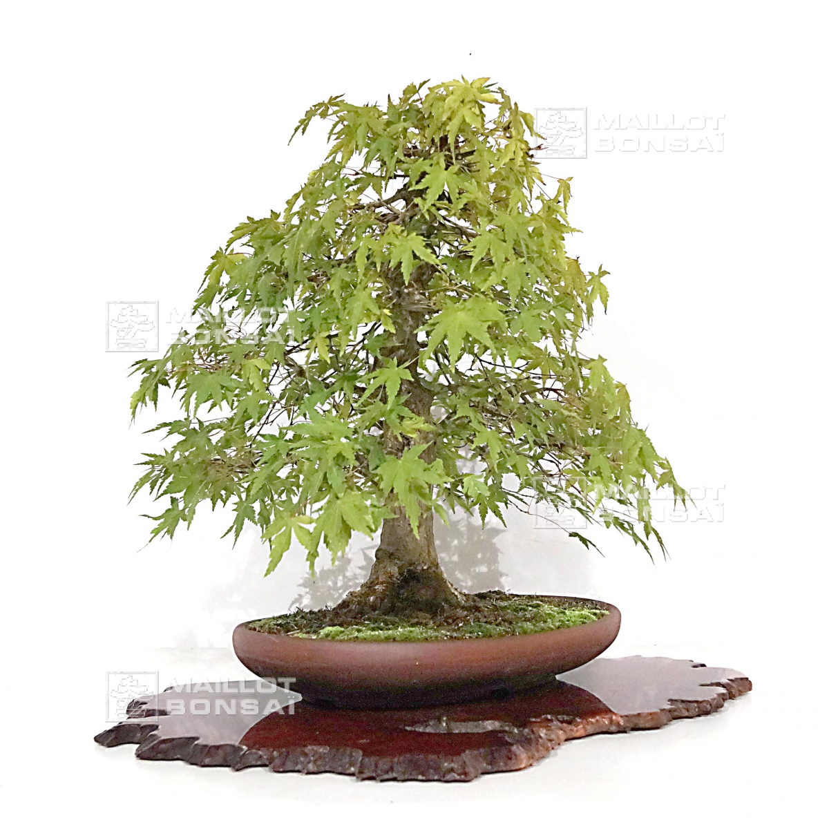 Bonsaï de collection VENDU acer palmatum ref: 07090224 de Maillot ...