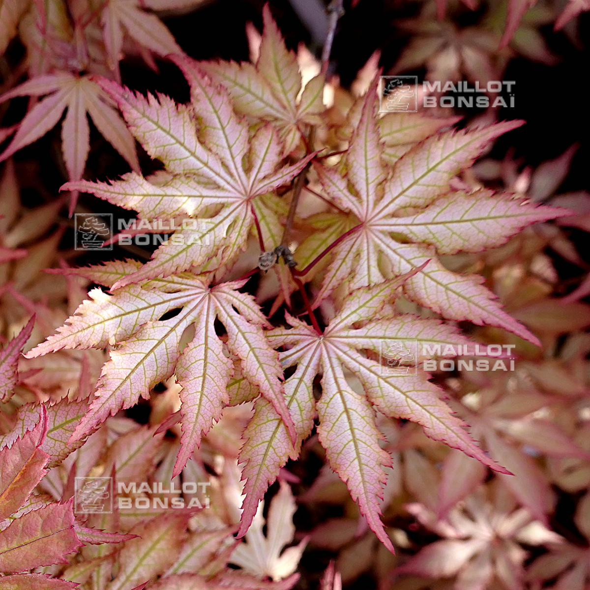 Acer matsumurae STRAWBERRY SPRING de Maillot-Erable - La boutique ...