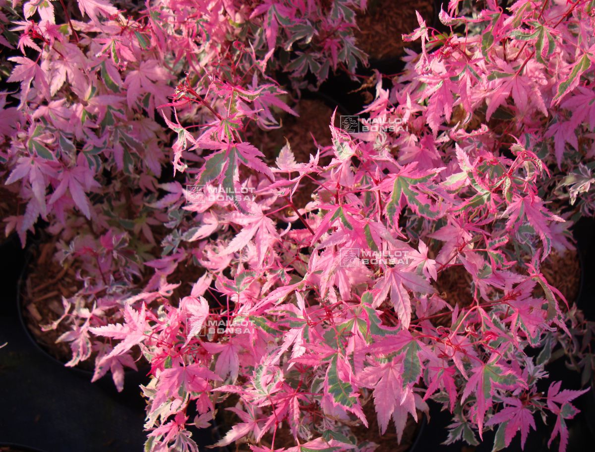 Japanese Maples marlo ® from Maillot-Erable - The store MAILLOT-ERABLE