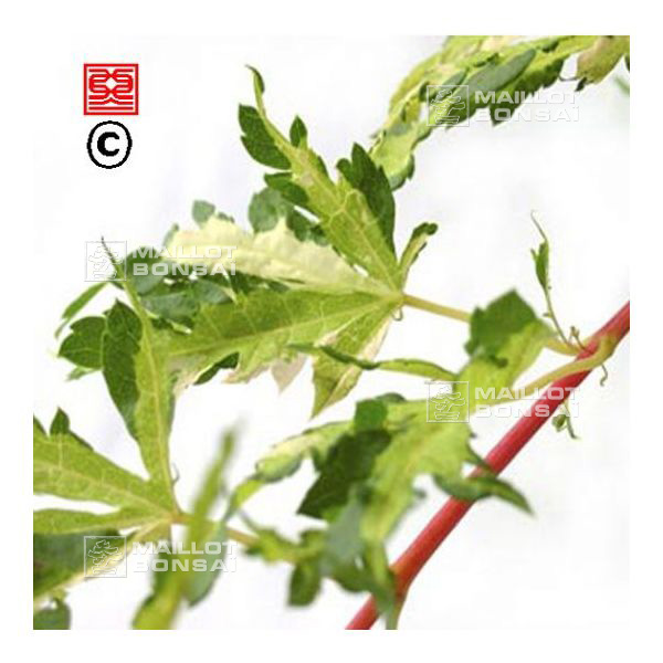 Acer palmatum GINGA from Maillot-Erable - The store MAILLOT-ERABLE