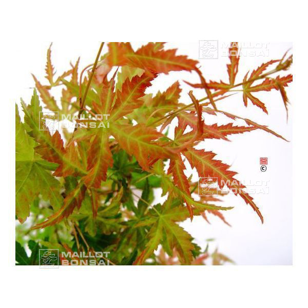 Acer palmatum HELENA from Maillot-Erable - The store MAILLOT-ERABLE