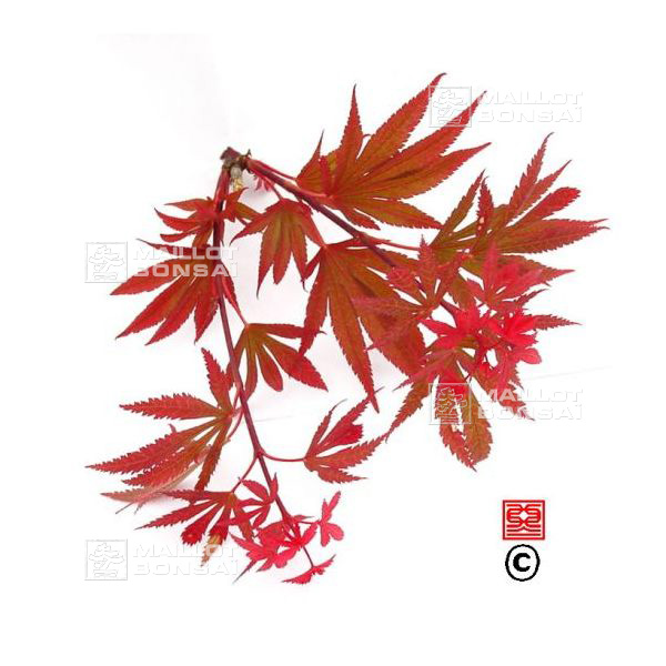 Acer palmatum KANDY KITCHEN de Maillot-Erable - La boutique MAILLOT-ERABLE