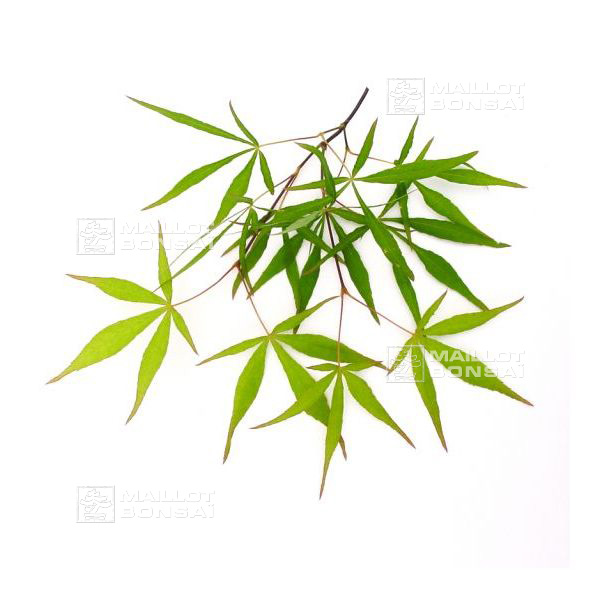 Acer amoenum KENBU from Maillot-Erable - The store MAILLOT-ERABLE