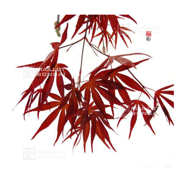 Acer palmatum MUFURI de Maillot-Erable - La boutique MAILLOT-ERABLE