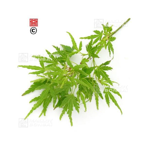 Acer palmatum MUKA from Maillot-Erable - The store MAILLOT-ERABLE