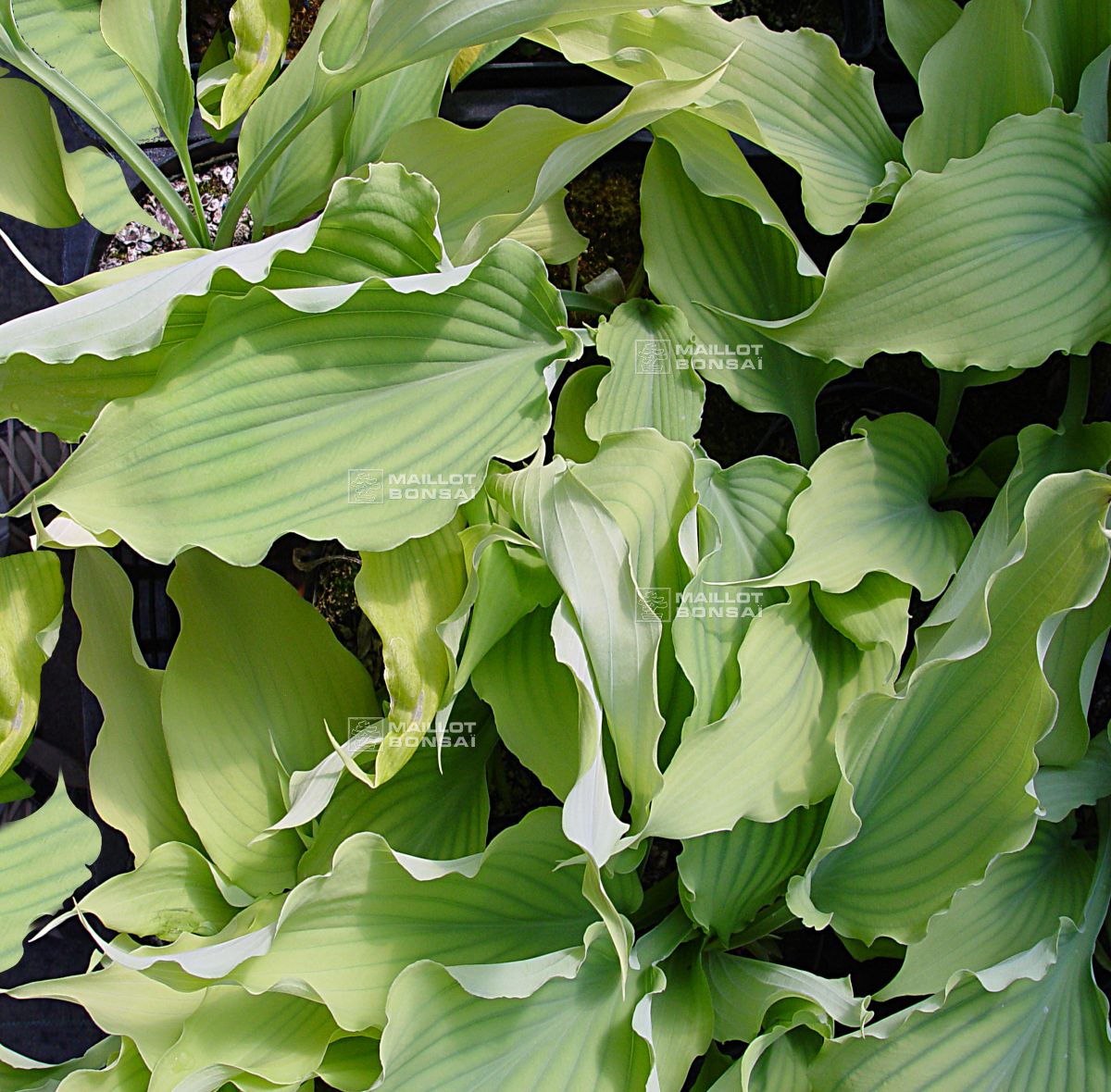 Hostas Hosta Neptune de Maillot-Erable - La boutique MAILLOT-ERABLE