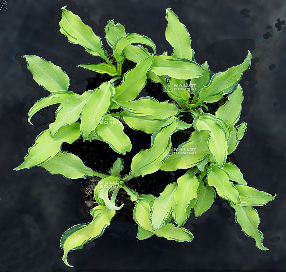 Hostas Hosta Ripple effect de Maillot-Erable - La boutique MAILLOT-ERABLE