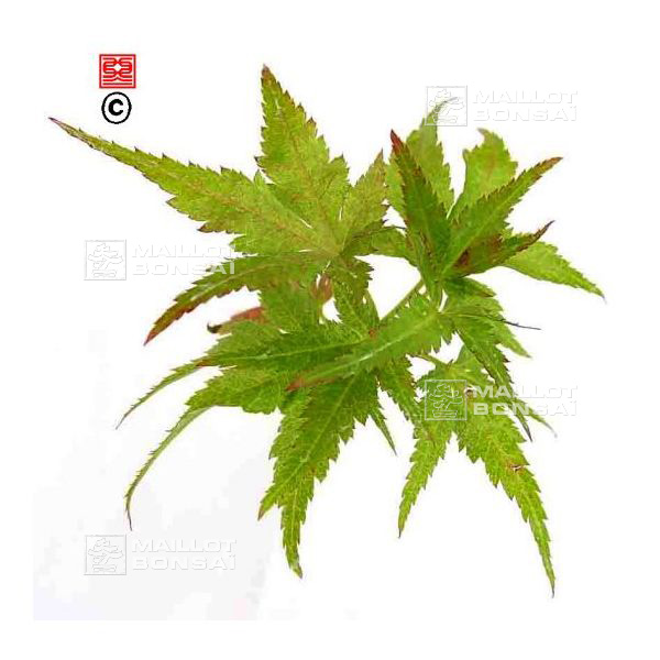 Acer palmatum RYUZU de Maillot-Erable - La boutique MAILLOT-ERABLE