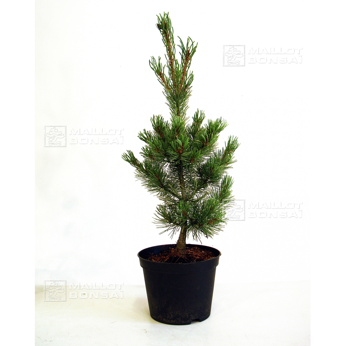 Young trees pinus pentaphylla 'blue lou' from Maillot-Erable - The ...