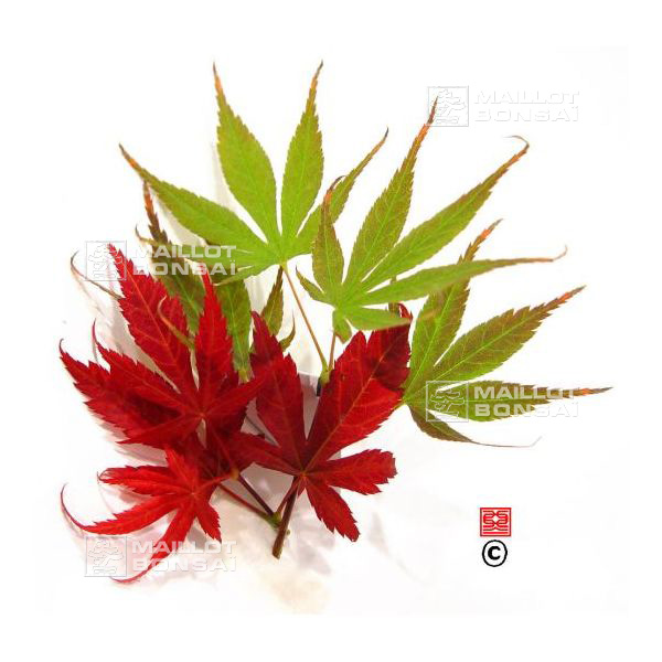 Acer palmatum SHIKAGE ORI NISHIKI de Maillot-Erable - La boutique ...