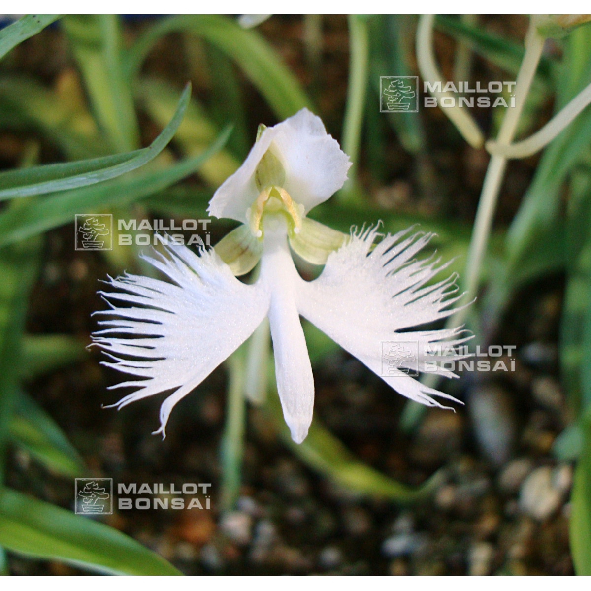 White Egret Orchid